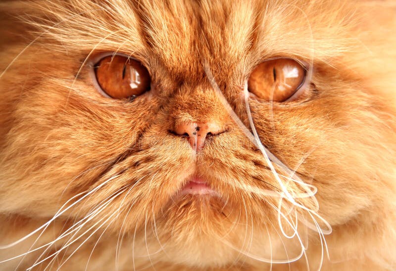 Muzzle big fat cat Persian stock image. Image of friend - 43480461
