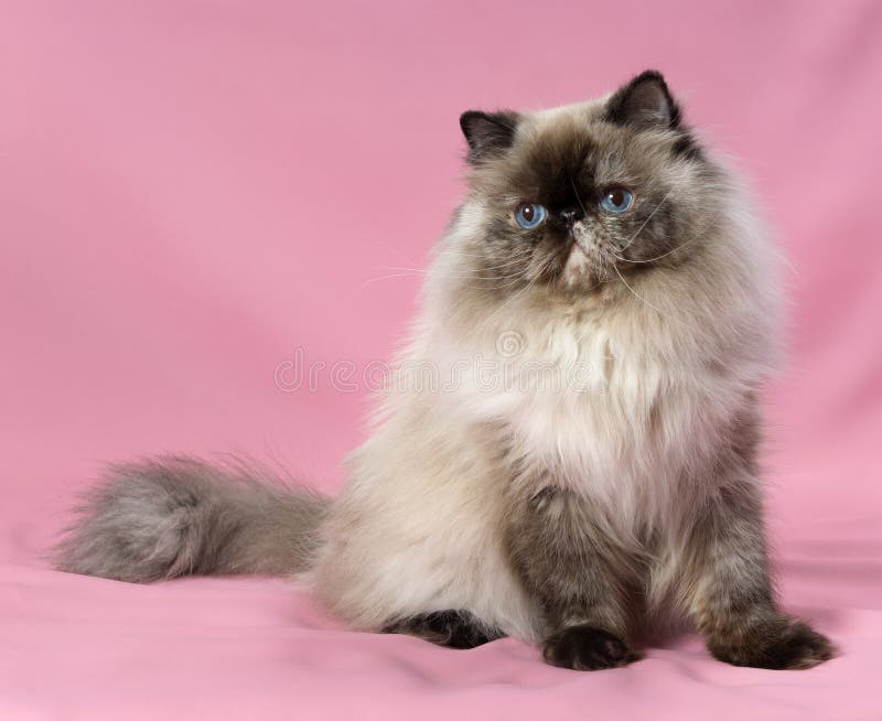 Persian Seal Tortie Colorpoint Cat Stock Image - Image of point, breed ...