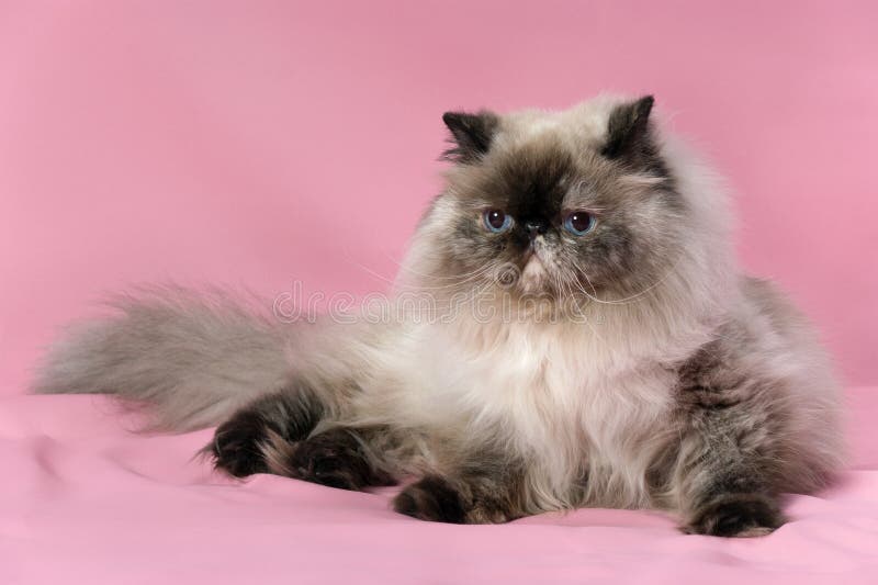 Persian Seal Tortie Colorpoint Cat Stock Image - Image of point, breed ...