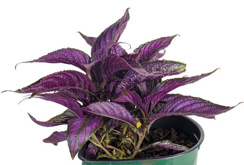Persian Shield Isolated stock image. Image of nature - 196556947