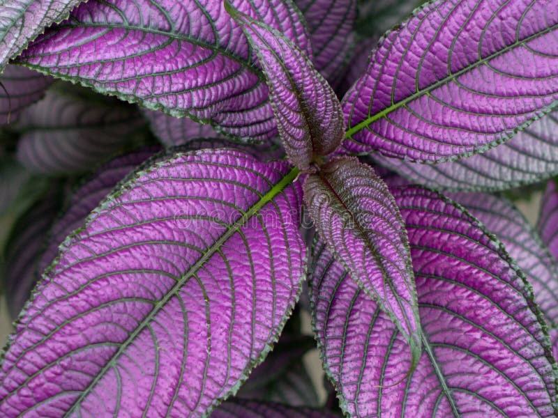 Persian Shield Plant stock image. Image of macro, persian - 47380845