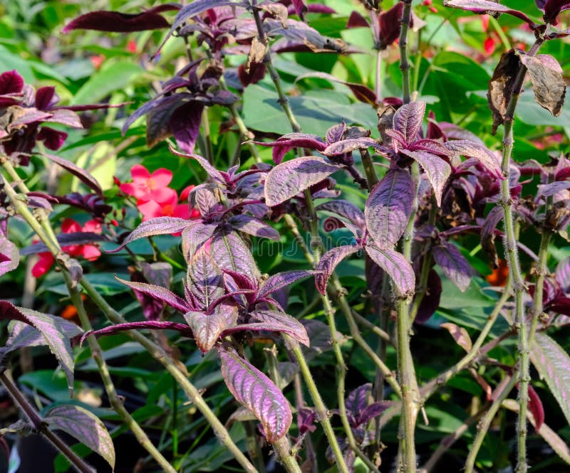 Persian Shield or Strobilanthes Dyerianus Stock Image - Image of silver ...