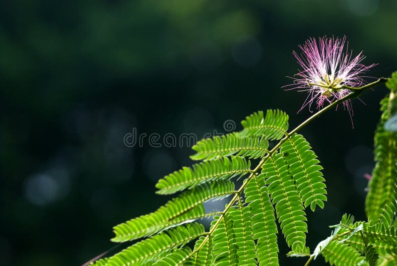 Persian Silk Tree, Albizia Julibrissin, Flowering Stock Image - Image ...
