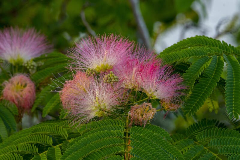 Persian silk tree stock photo. Image of gentle, native - 32868214