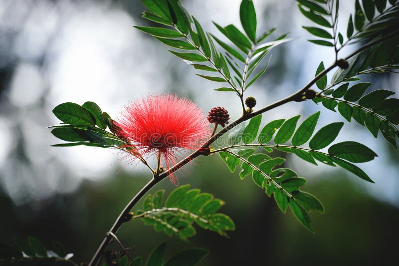 Persian Silk Tree, Albizia Julibrissin, Flowering Stock Image - Image ...