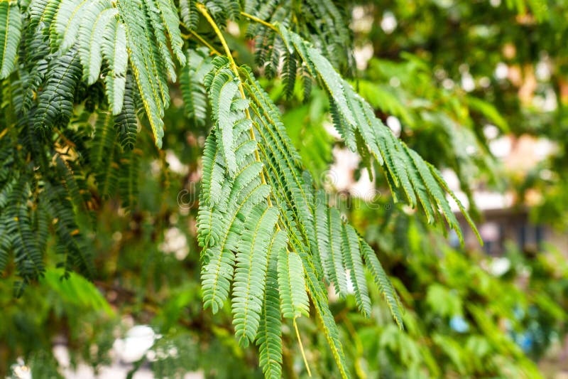 Persian Silk Tree with Green Foliage in Autumn Stock Image - Image of ...