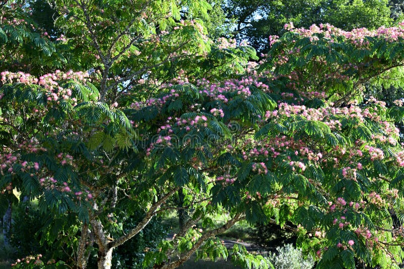 Persian Silk Tree, Albizia Julibrissin, Flowering Stock Image - Image ...