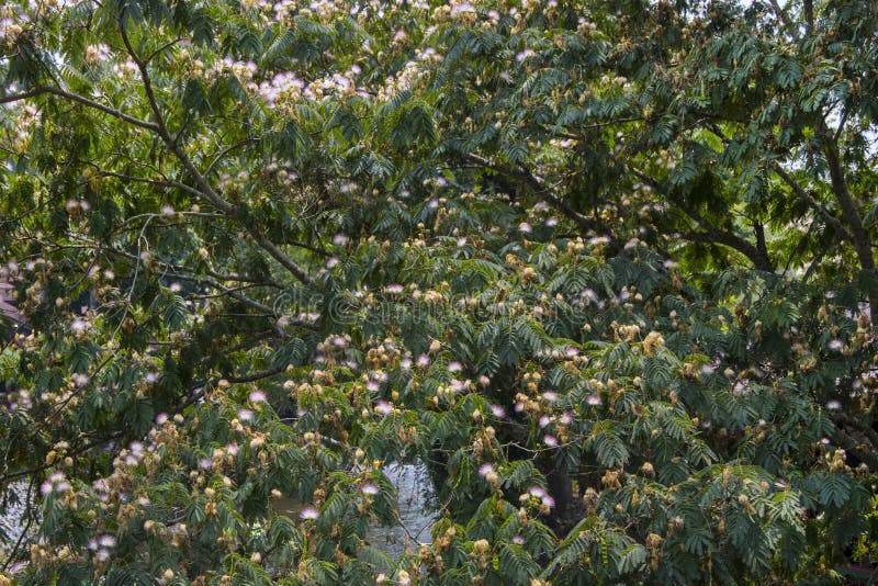 Persian Silk Tree, Albizia Julibrissin, Flowering Stock Image - Image ...