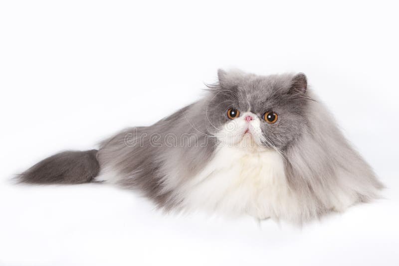 306 Cat Persian Silver Tabby Stock Photos - Free & Royalty-Free Stock ...