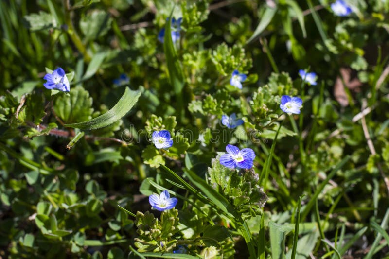 Persian speedwell flower stock photo. Image of outdoors - 314970074