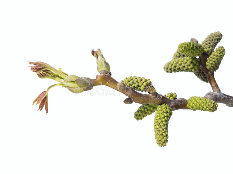Persian Walnut Tree Bud on White Stock Photo - Image of season, white ...