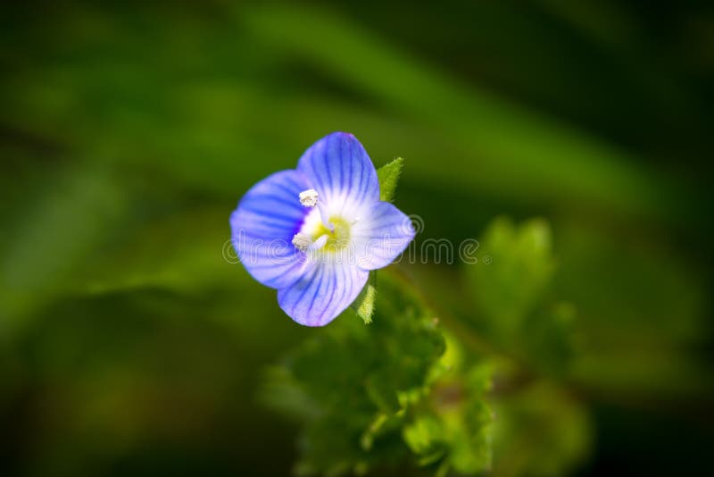 Persica Do Veronica, Uma Flor Azul Pequena Imagem de Stock - Imagem de ...
