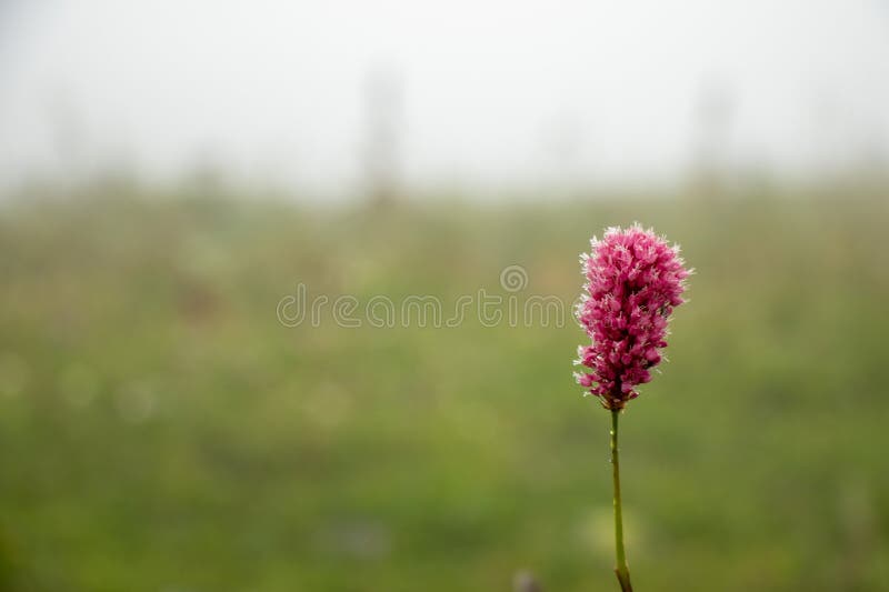 Persicaria Affinis Dimity Stock Photos - Free & Royalty-Free Stock ...