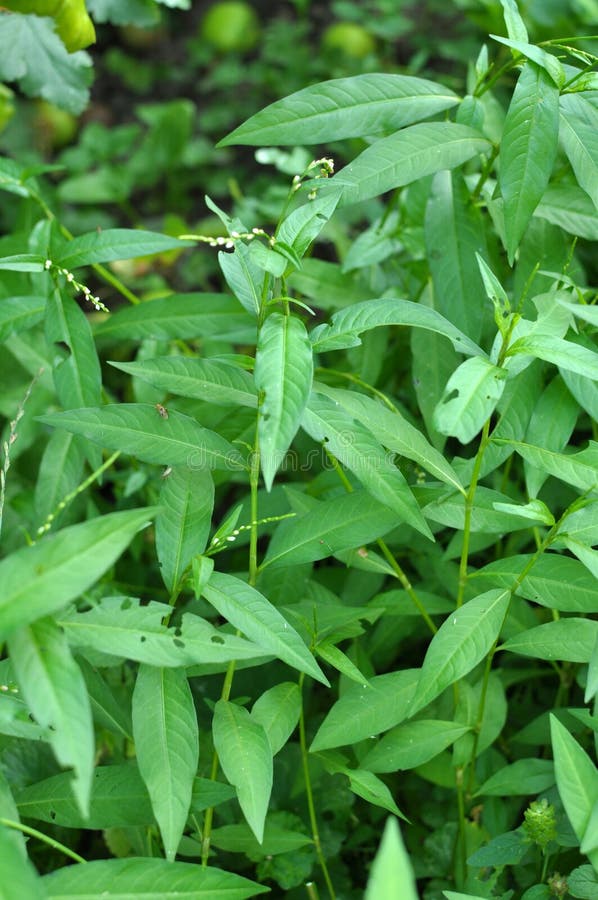 Persicaria Hydropiper Grows in the Wild Stock Photo - Image of leaf ...