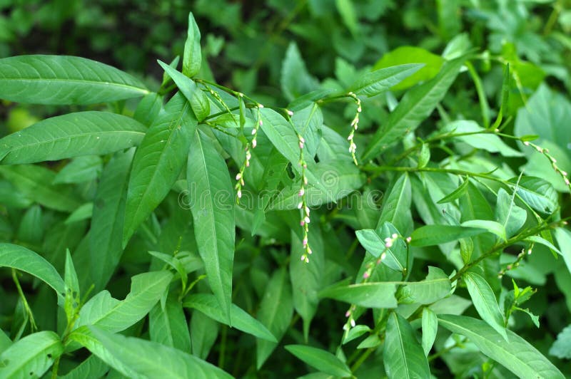 Persicaria Hydropiper Grows in the Wild Stock Photo - Image of flora ...