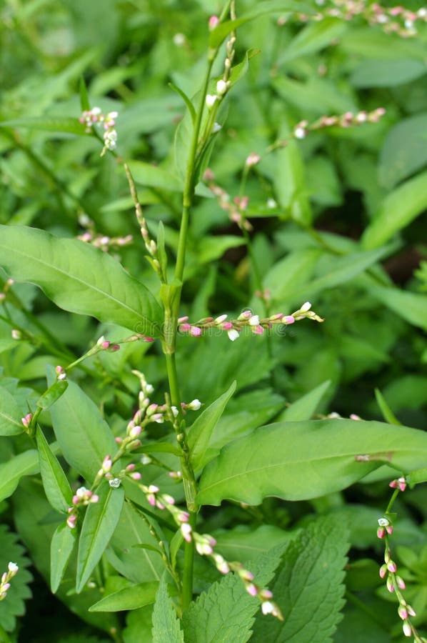 Persicaria Hydropiper Grows in the Wild Stock Image - Image of knotweed ...