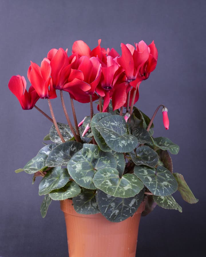 Persicum de Cyclamen photo stock. Image du ampoule, rouge - 13214696