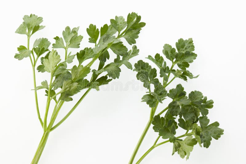 Persil photo stock. Image du santé, nature, centrale - 10153478