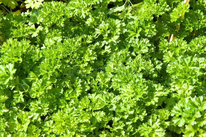 Persil image stock. Image du ingrédient, organique, soleil - 15207911