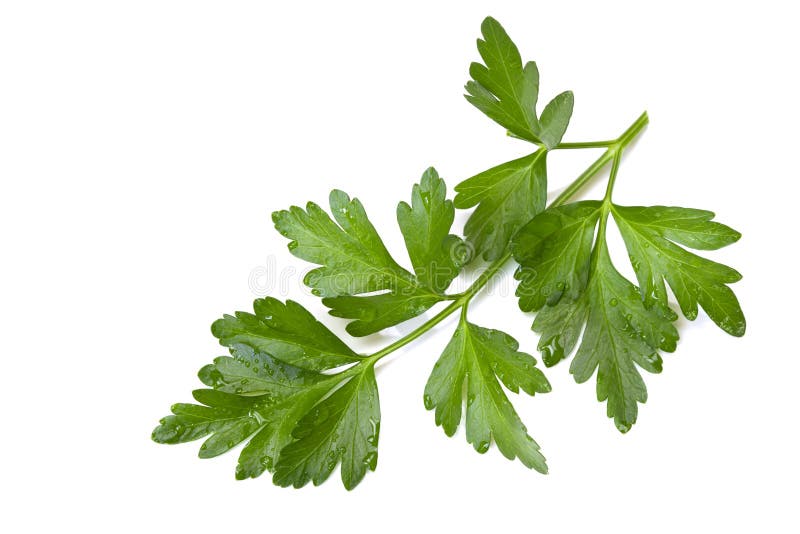 Persil image stock. Image du végétation, flore, organique - 23119939