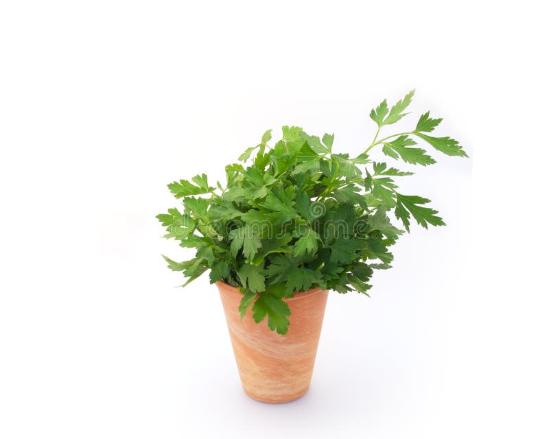Persil image stock. Image du herbe, libre, italien, argile - 24544143
