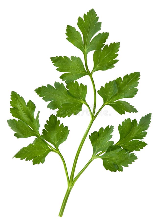 Feuille de persil image stock. Image du aromatique, épice - 45190511