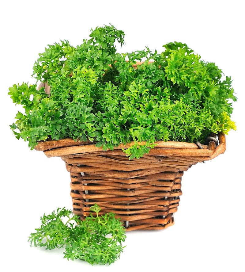 Persil bouclé image stock. Image du lame, persil, isolement - 15521161