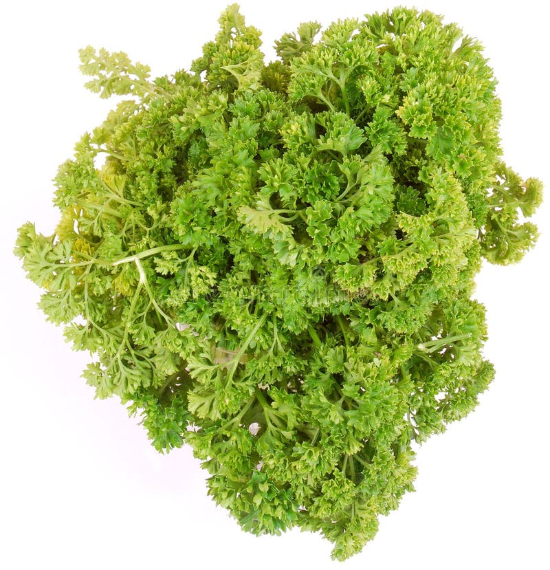 Groupe organique de persil photo stock. Image du complètement - 33362278