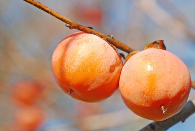 1,999 Harvest Japanese Persimmon Stock Photos - Free & Royalty-Free ...