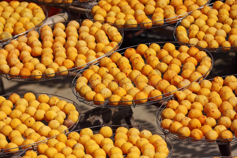 Persimmon stock photo. Image of fruit, candied, yellow - 11773150