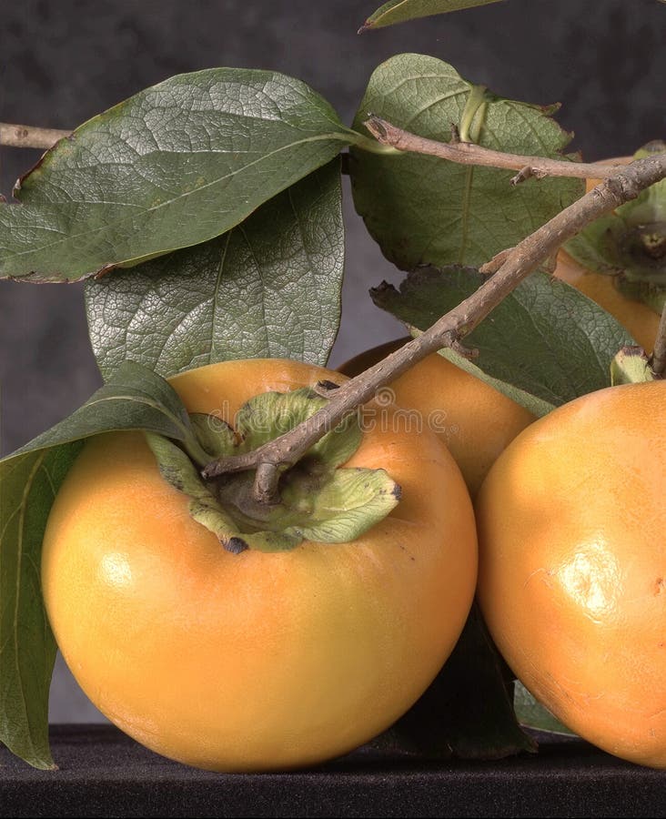 Red persimmon stock image. Image of fresh, landscape - 16346199