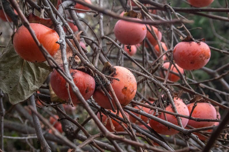 Persimmon apple tree stock image. Image of still, food - 213584591