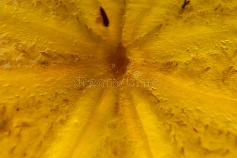 Persimmon Backlit Pulp in the Cut. Translucent Persimmon Close-up Stock ...