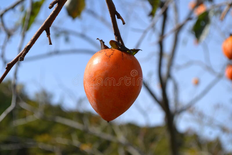 Persimmon stock image. Image of colored, season, persimmon - 47507623