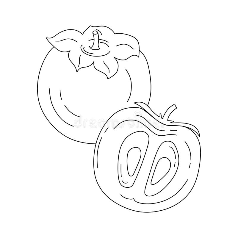 Persimmon Doodle Vector Illustration Coloring Book for Kids Stock ...