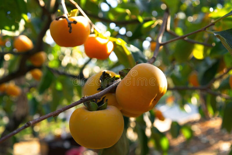 Persimmon in farm stock photo. Image of hanging, sweet - 343468696