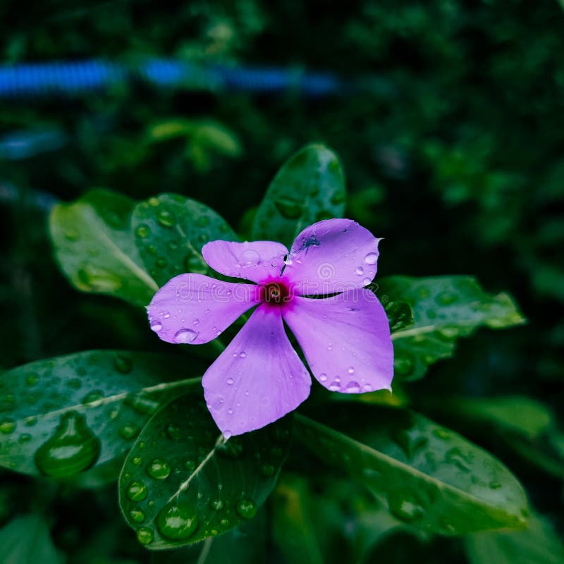 Persimmon Flower is a Single Flower Type, Located in the Axils of the ...