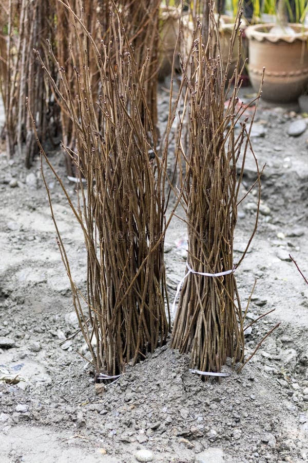 Persimmon Fruit Bare Root Trees Stock Photo - Image of trees, daytime ...