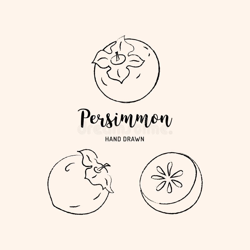 Persimmon Fruit Graphic Drawing. Sketch of Persimmons on a White ...