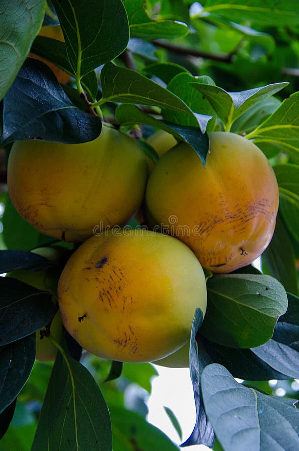 Persimmon fruit on a tree stock image. Image of mature - 45490877