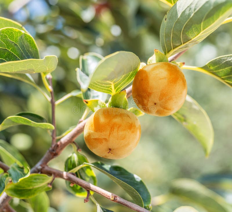 Persimmon Fruits among Green Leaves on the Tree Stock Photo - Image of ...