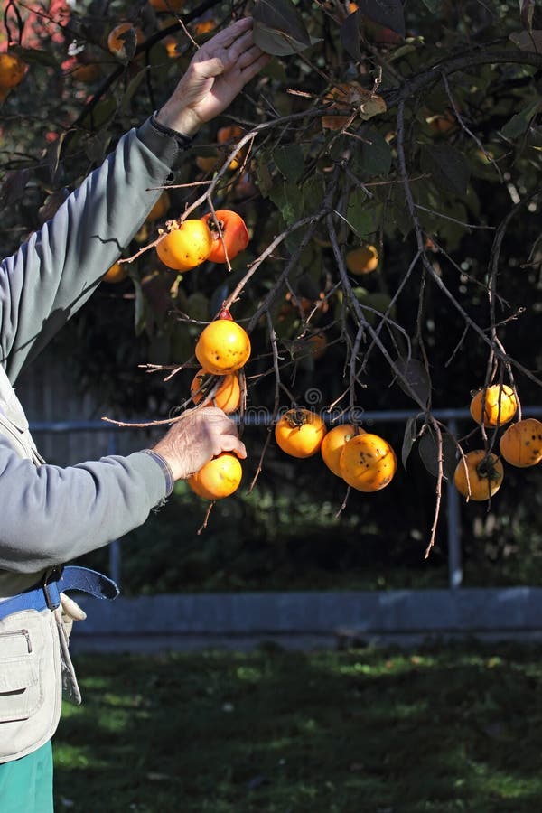 Persimmon Fruits on the Tree Stock Photo - Image of crop, harvest ...