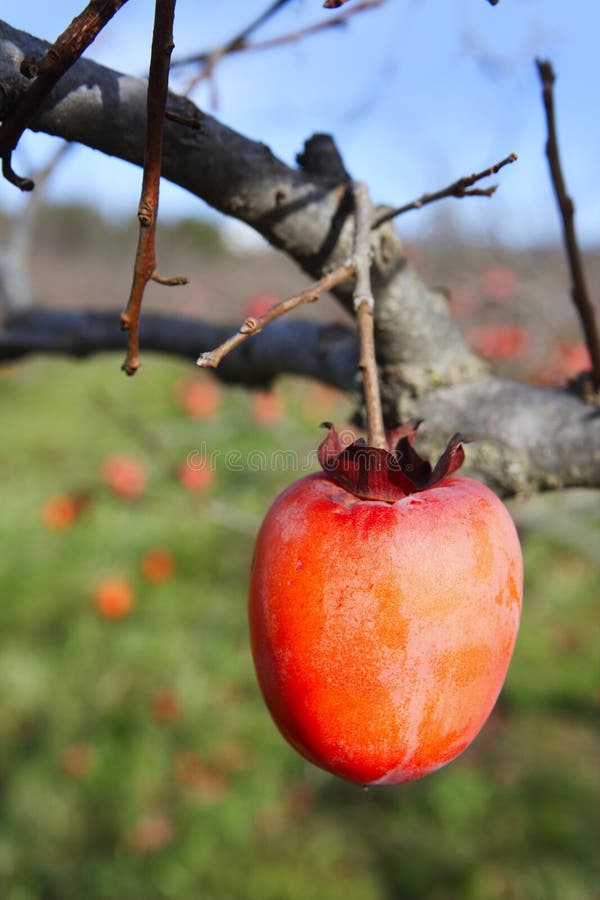 Persimmon Fruits on Trees on Autumn Field Stock Photo - Image of ...