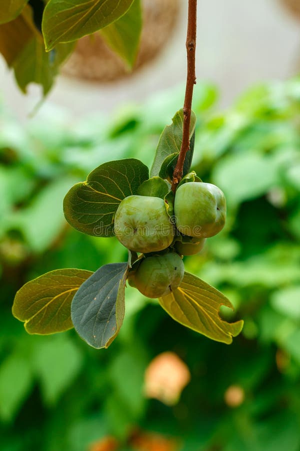 Persimmon,a Green Persimmon Trees. Stock Photo - Image of agriculture ...