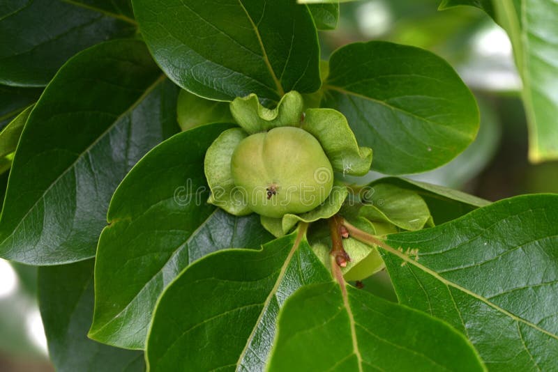Persimmon Growth. Ebenaceae Deciduous Fruit Tree Stock Photo - Image of ...