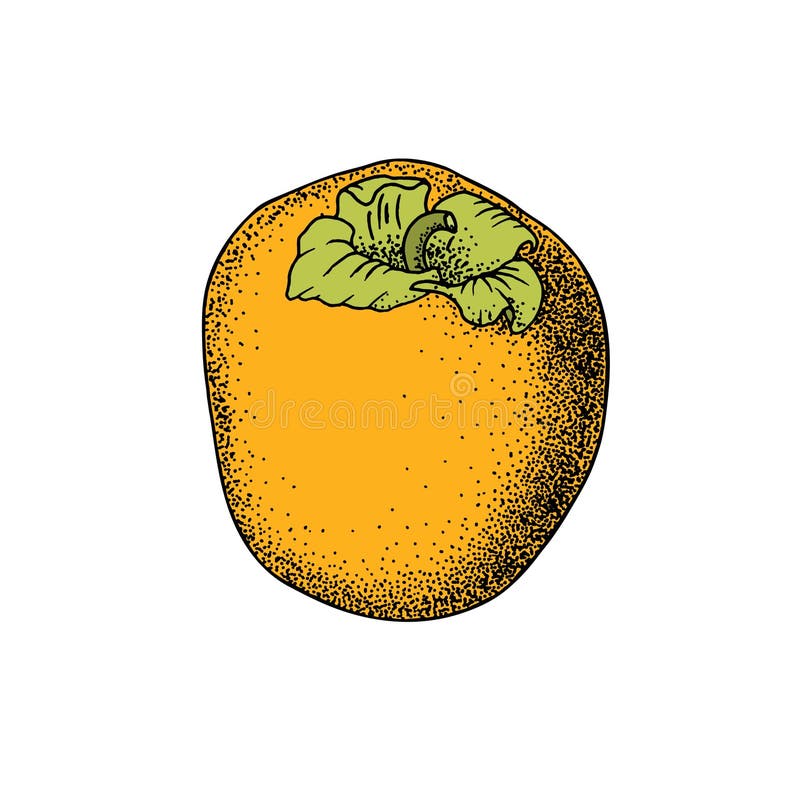 Persimmon. Hand Drawn Vector Sketch Stock Vector - Illustration of line ...