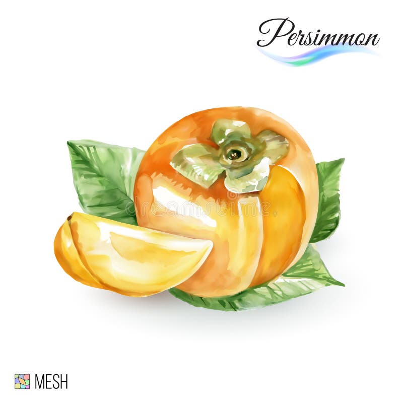 Persimmon stock vector. Illustration of colorful, asian - 73969426