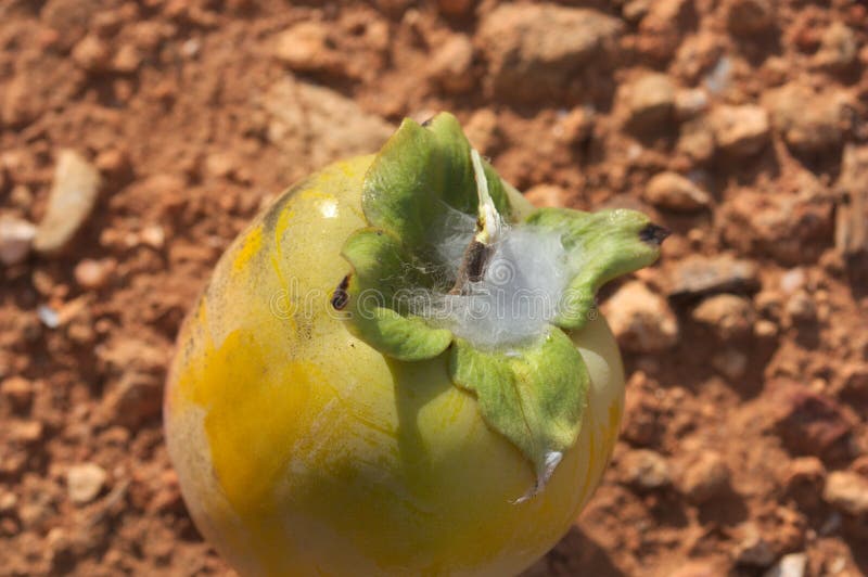 Persimmon Infested by Cottony Mealybugs or Pseudococcus Longispinus ...