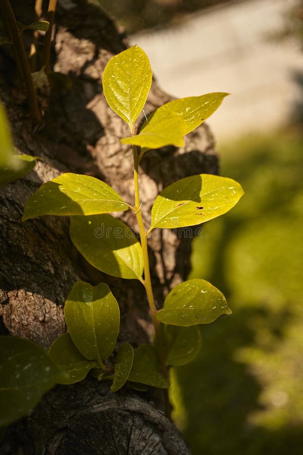 Persimmon Leaves at spring stock image. Image of nature - 235594053