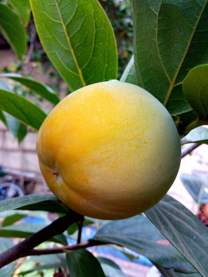 Persimmon stock image. Image of nature, green, persimmon - 82134977